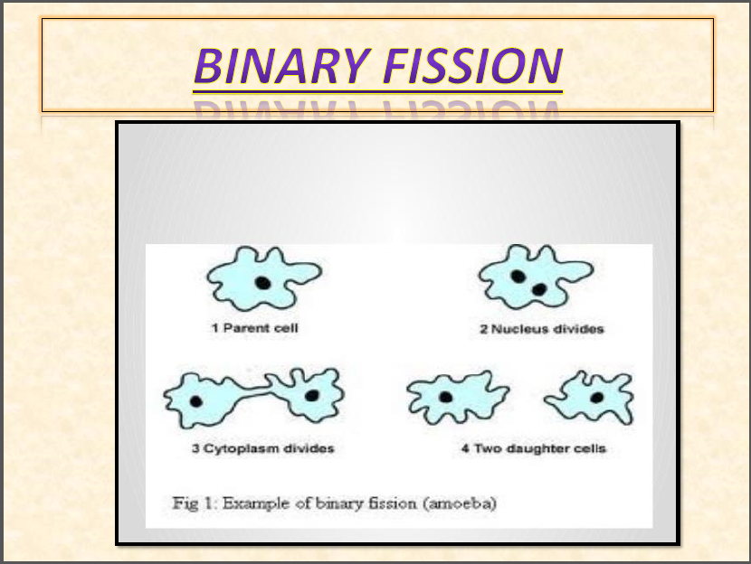 CBSE Class 8 Science Reproduction And Cloning Notes CBSE Class 8 Science Reproduction And Cloning Notes